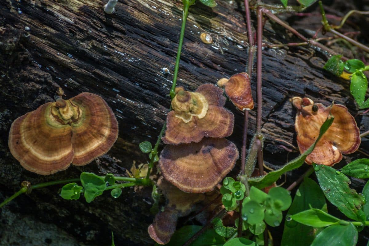How to Identify Turkey Tail Mushrooms: A Concise Guide - Shrooms Super Store